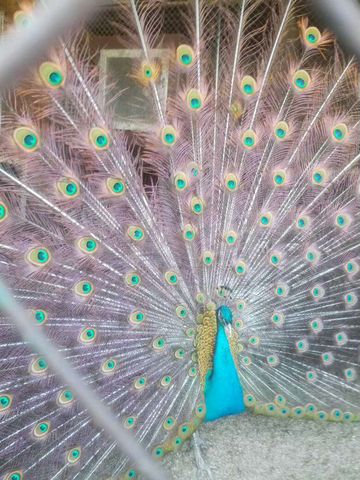 Павлины продажа