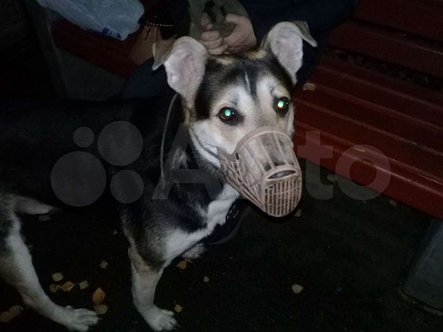 Собака, смесь овчарки и лайки