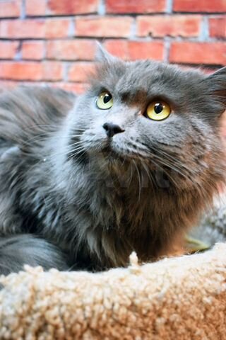 Кошка Зефирка британская 1,5 года