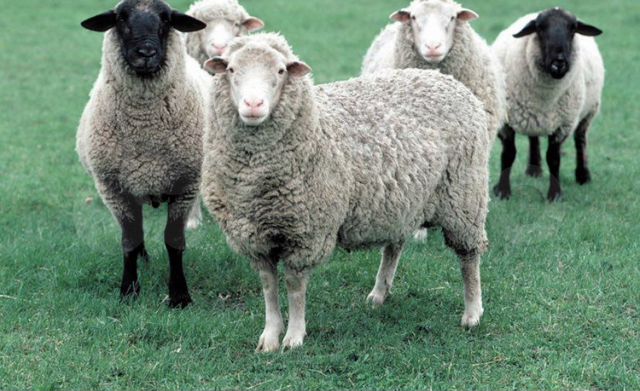 Живые бараны или мясо