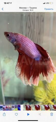 Аквариумные рыбки