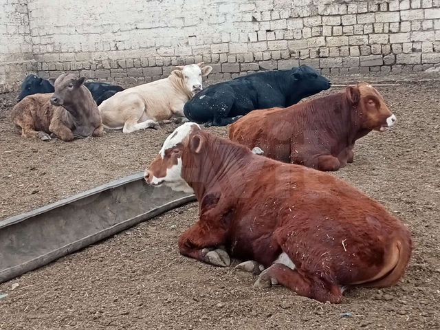 Бычки