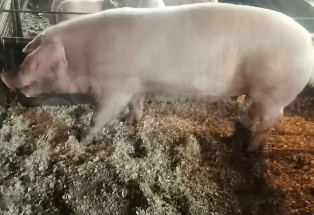 Племенной хряк породы см1