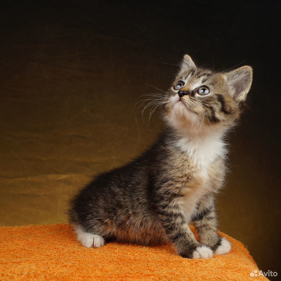 Котята - маленькие рысята