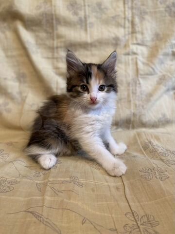 Котёнок с доставкой на дом