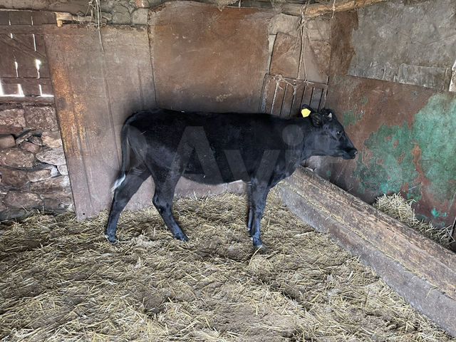 Корова, Бык