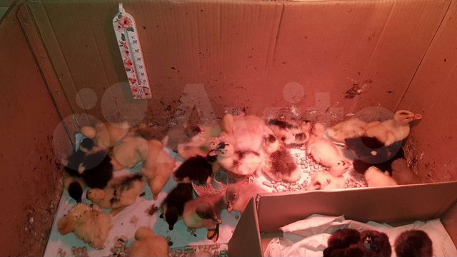 Утята голубой фаворит