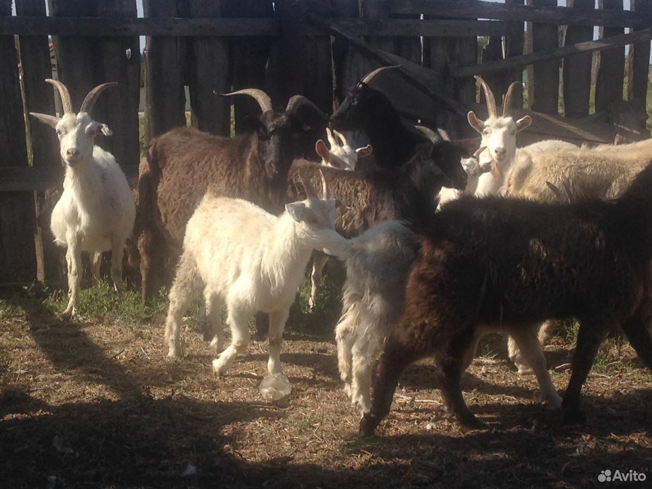 Матки и козы