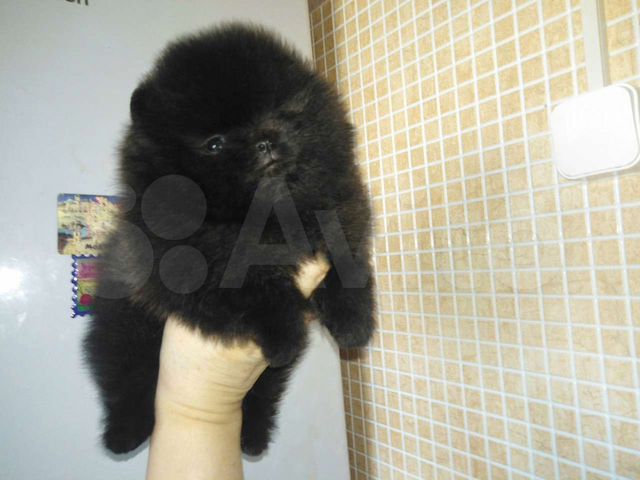 Чудо Мини Мальчишка-Мишка