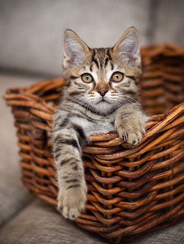 Котенок Крош (2,5 мес) ищет дом