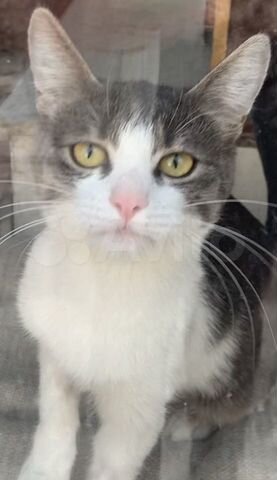 Подросток кошечка 8 мес в добрые руки