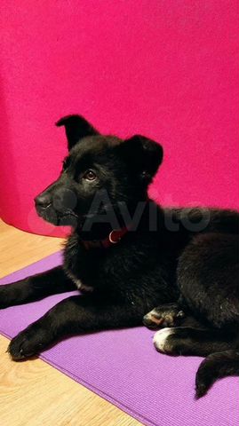 Девочка-щенок, метис черной овчарки