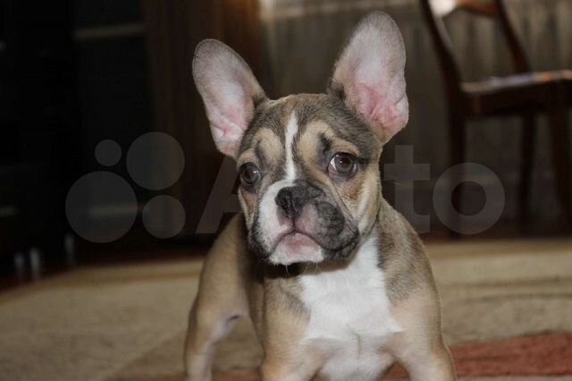 Шоколадные зайцы