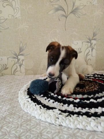 Отдадим щеночка в добрые ручки