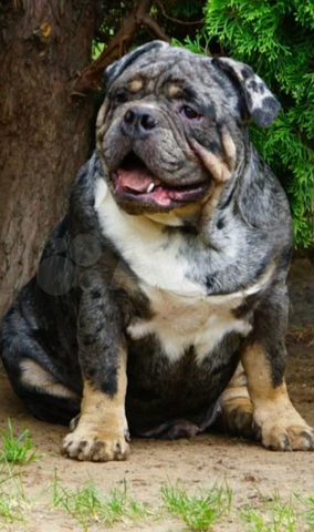 Английский бульдог мерле