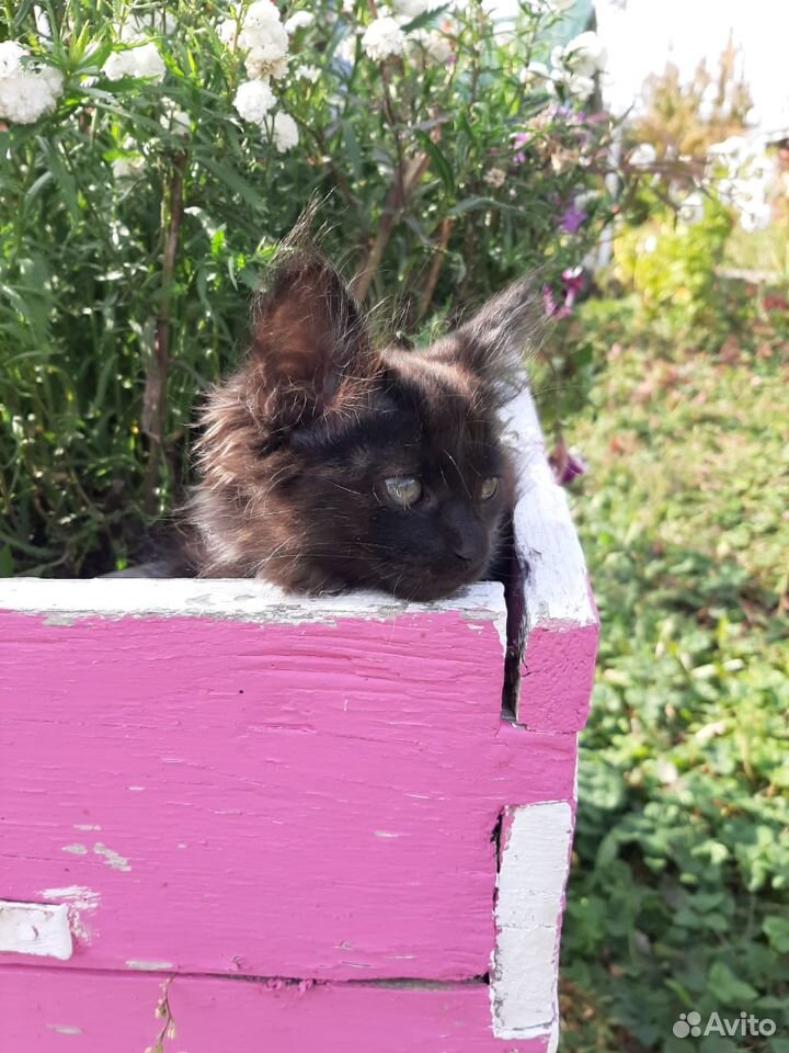 Шикарный кот в добрые руки