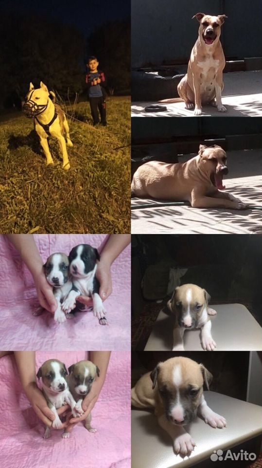 Собака #амстафф