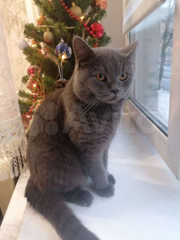 Кот на вязку