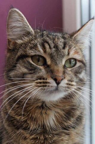 Шикарная кошка в дар