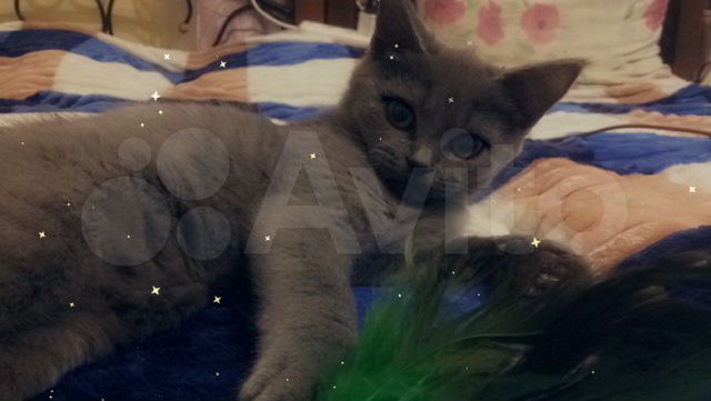 Кошка британская прямоухая