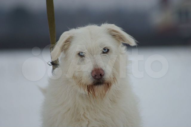 Голубоглазая белоснежка размером с ризеншнауцера