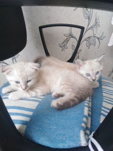 Кошка