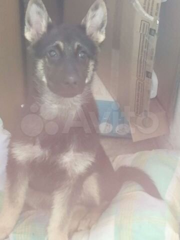 Восточноевропейская овчарка 4 мес