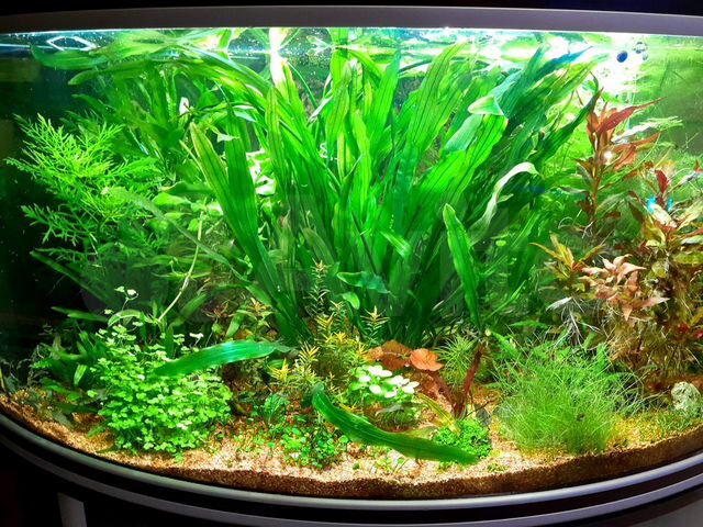 Аквариумное растение Эхинодорус Хоремани зеленый