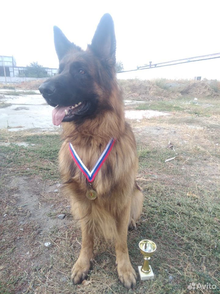 Кобель немецкой овчарки на вязку