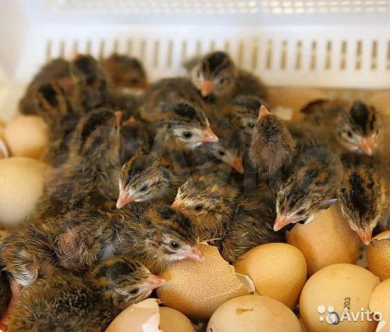 Цесарка бройлерная Серо-Крапчатая