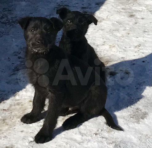 Щенки в добрые руки бесплатно