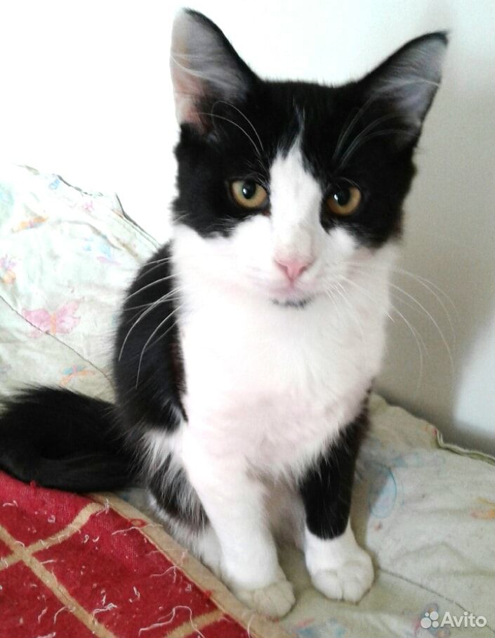 Котенок Шерхан, царь зверей, ищет друга