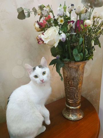 Турецкая ангора