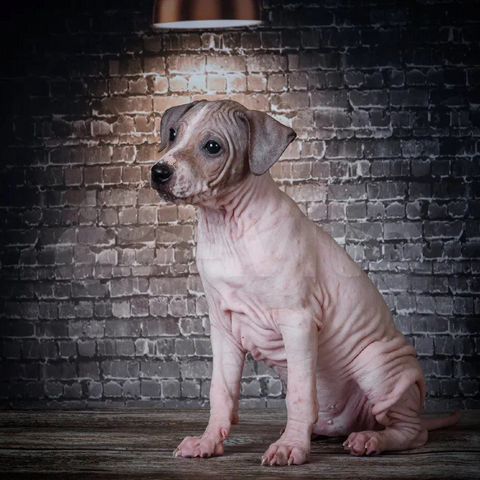 Щенки американского голого терьера