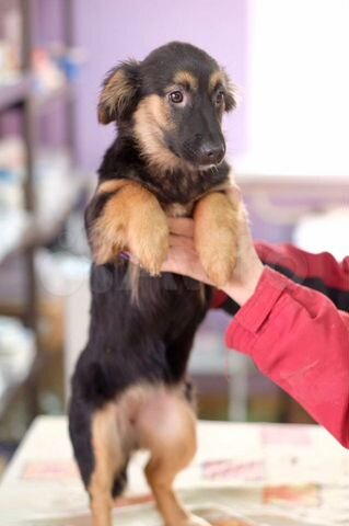 Плюшка в добрые руки