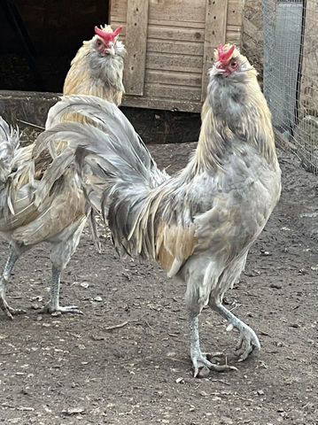 Инкубационное яйцо