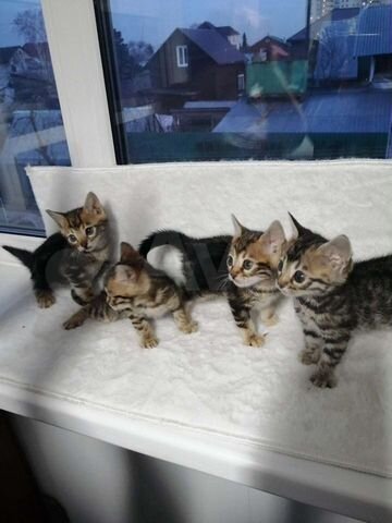 Бенгальские котята