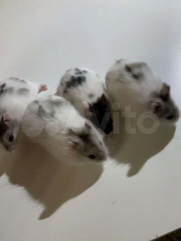 Хомяки Кемпбелла