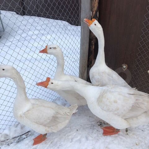 Инкубационное яйцо гусей Линда