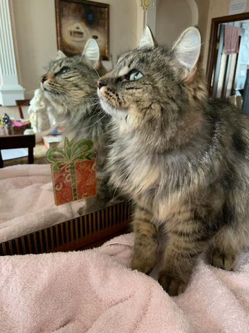 Кошка молодая бесплатно