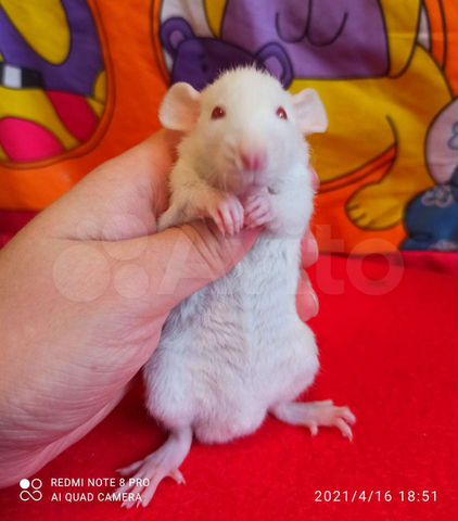 Крыса дамбо Рекс крысенок