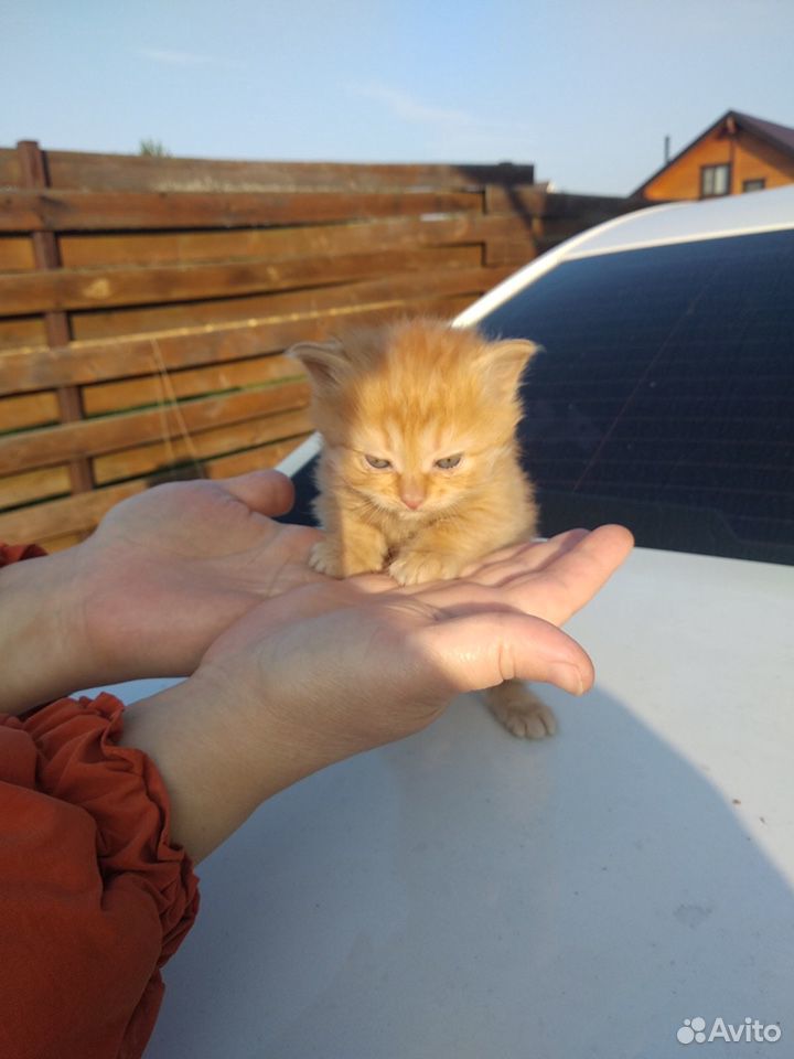 Котёнок,кошечка красотка