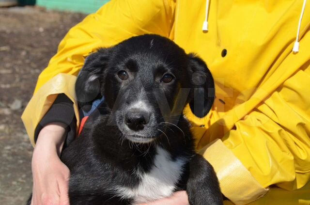 Балу в добрые руки