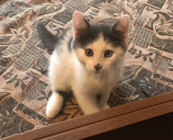 Котёнок Мишаня в добрые руки