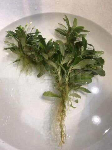 Буцефаландра и анубиас