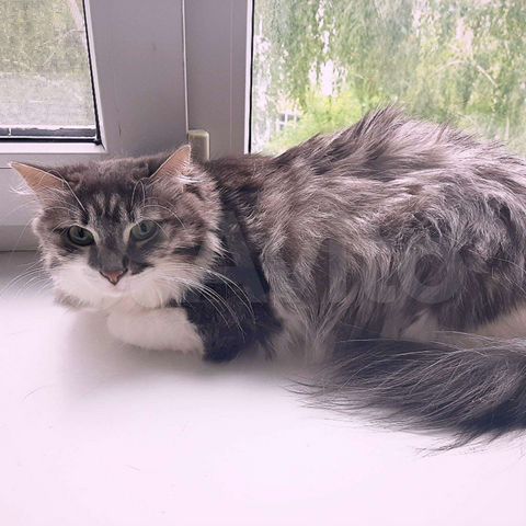 Кошка метиска сибирской породы