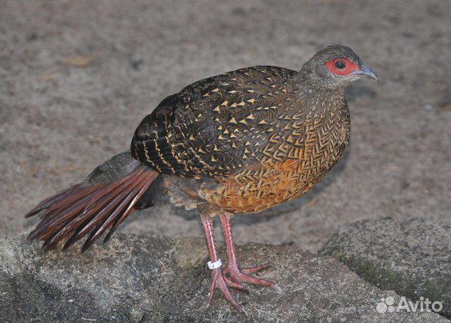 Фазан Свайно