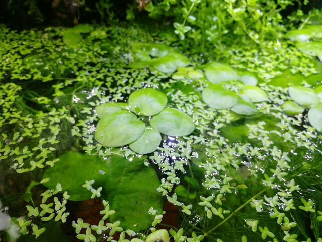 Аквариумные растения