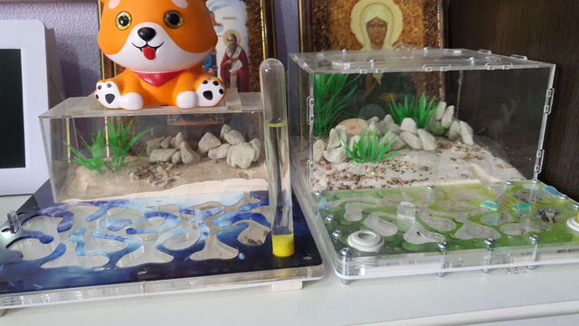 Муравьиная ферма с муравьями