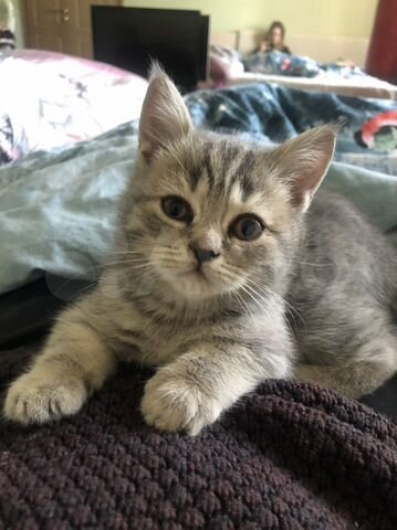 Британские красавчики